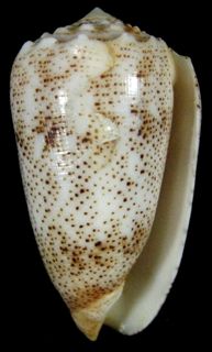 shellauction.net :: Conus arenatus f. bizona - 3057944