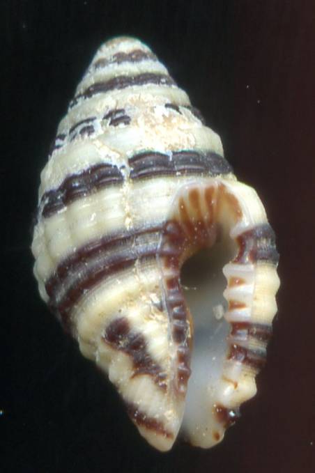 shellauction.net :: Engina zonalis - 3057983