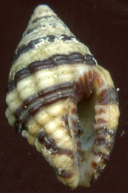 shellauction.net :: Engina zonalis - 3057985