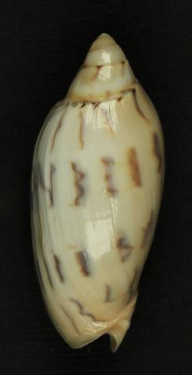 shellauction.net :: Amoria maculata - 3058778