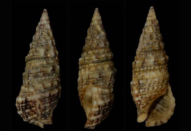 shellauction.net :: Cerithium vulgatum - 3060817