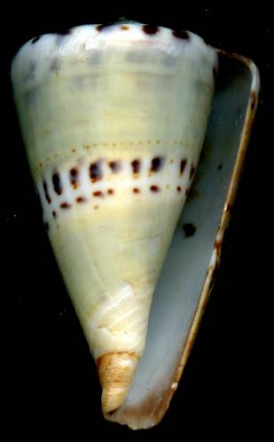 shellauction.net :: Conus capitaneus - 3065840