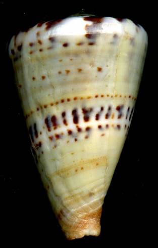 shellauction.net :: Conus capitaneus - 3065840