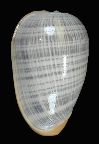 shellauction.net :: Cryptospira elegans - 3066626