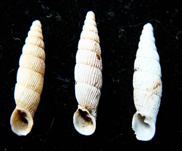 shellauction.net :: Albinaria profuga profuga - 3068526