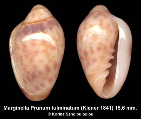 shellauction.net :: Marginella Prunum fulminatum - 3070242