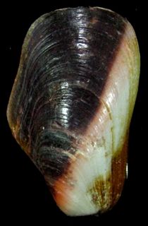 shellauction.net :: Modiolus auriculatus - 3070273