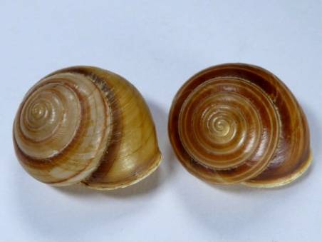 shellauction.net :: Figuladra mattea - 3071813