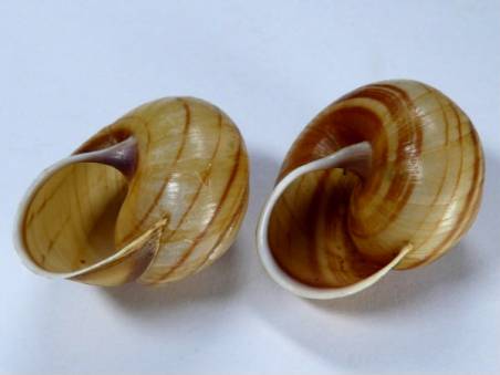 shellauction.net :: Figuladra mattea - 3071813