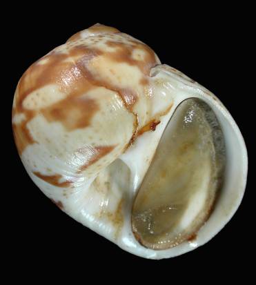 shellauction.net :: Natica fulminea - 3072587