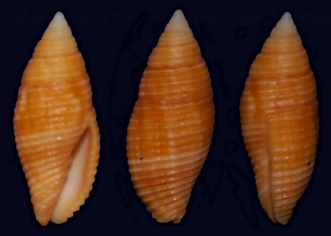 shellauction.net :: Pseudonebularia rueppellii - 3072640