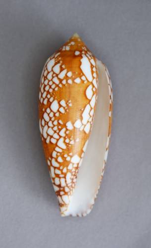 shellauction.net :: Conus aulicus aurantia - 3080212