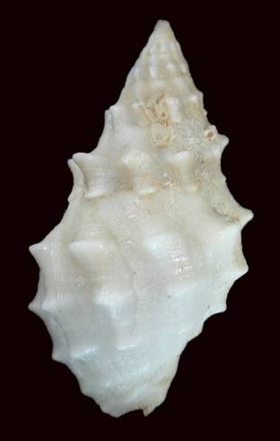 shellauction.net :: Drupella cornus - 3081810