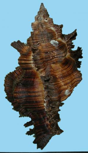 shellauction.net :: Chicoreus torrefactus - 3082235