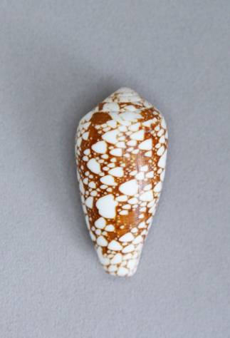 shellauction.net :: Conus episcopus - 3082556