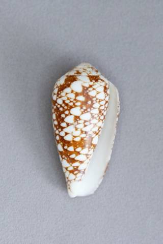 shellauction.net :: Conus episcopus - 3082556