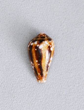 shellauction.net :: Conus retifer - 3082681