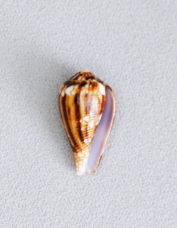 shellauction.net :: Conus retifer - 3082681