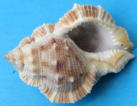 shellauction.net :: Bursa margaritula - 3085614