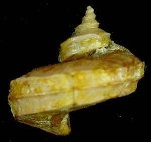 shellauction.net :: Separatista helicoides - 3085776