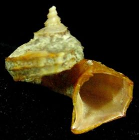 shellauction.net :: Separatista helicoides - 3085776