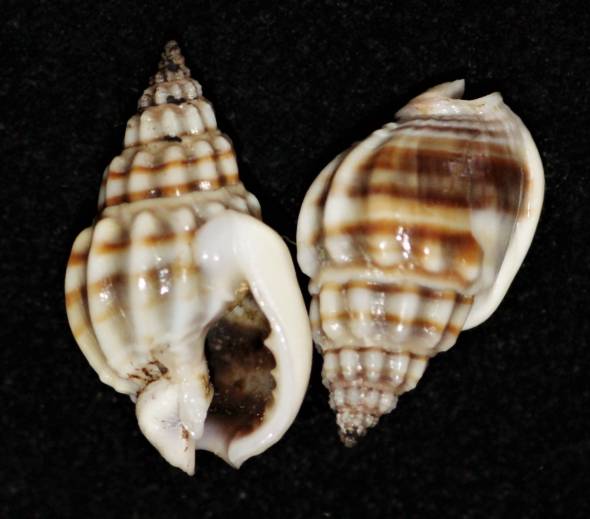 shellauction.net :: Nassarius jacksonianus - 3085862