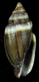 shellauction.net :: Strigatella tristis - 3090570