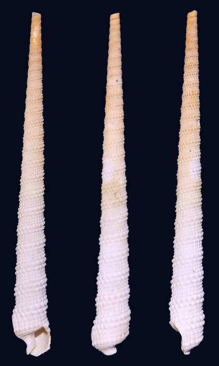 shellauction.net :: Terebra triseriata - 3098410