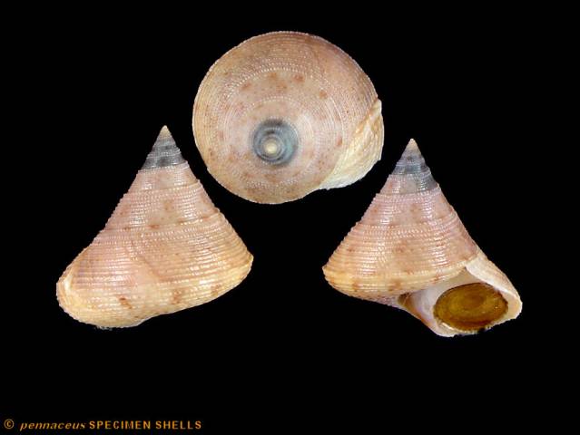 shellauction.net :: Calliostoma granulatum - 3104803