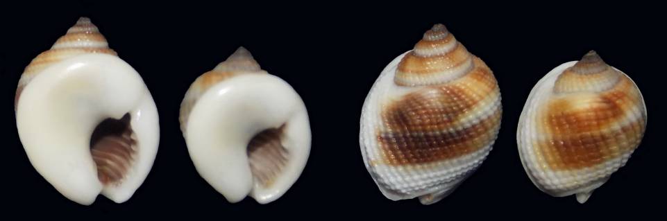 shellauction.net :: Nassarius globosus - 3105044