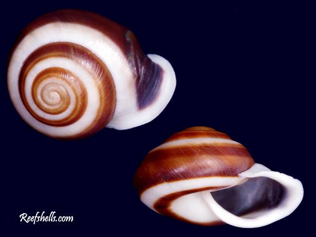 shellauction.net :: Planispira scheepmakeri - 3106272