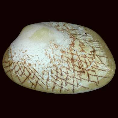 shellauction.net :: Tapes literatus - 3106655