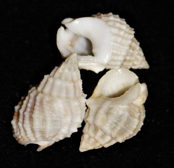 shellauction.net :: Nassarius horridus - 3111535