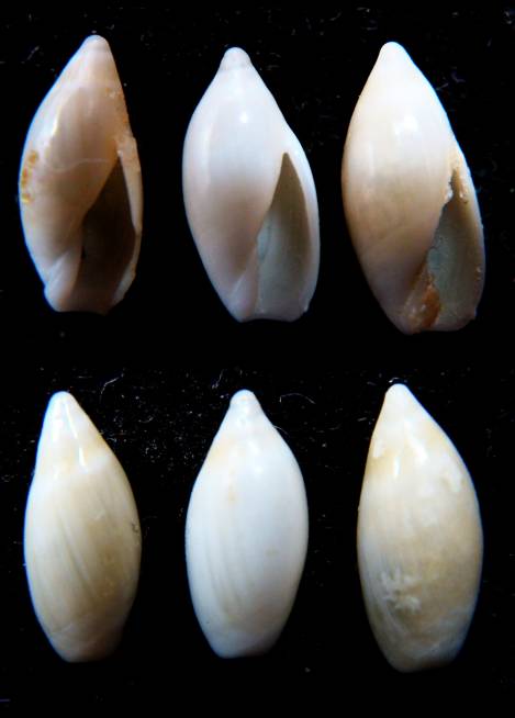 shellauction.net :: Ancilla (Sparellina) lineolata - 3112009