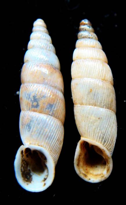 shellauction.net :: Albinaria mixta mixta - 3112023