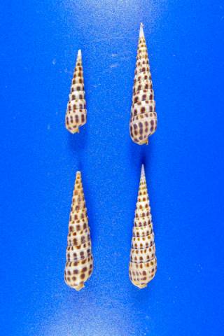 shellauction.net :: Terebra ornata - 3118180