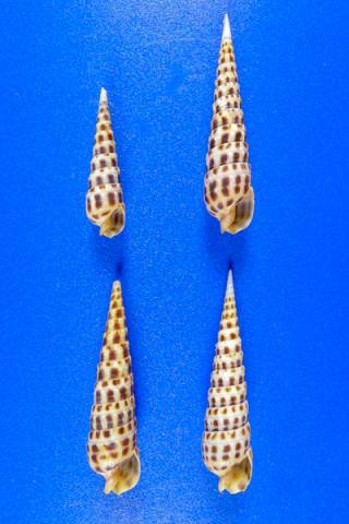 shellauction.net :: Terebra ornata - 3118180