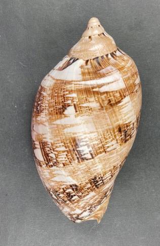 shellauction.net :: Cymbiola magnifica - 3119227