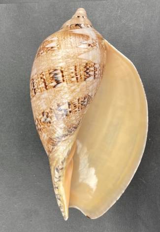 shellauction.net :: Cymbiola magnifica - 3119227