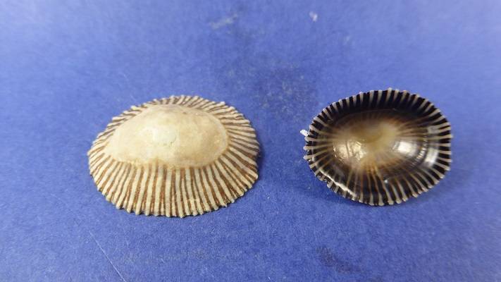 shellauction.net :: Patella pectinata - 3119579