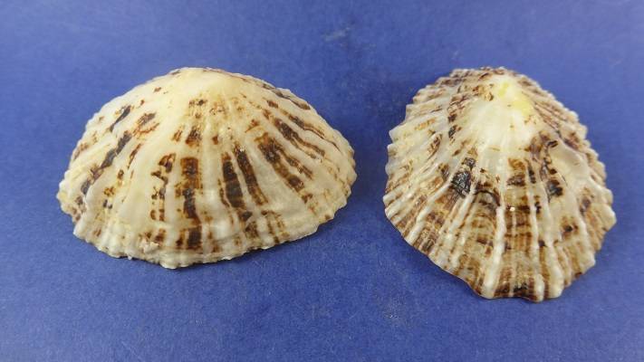 shellauction.net :: Patella ulyssiponensis - 3119593