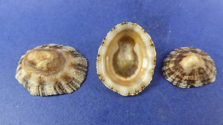 shellauction.net :: Patella rustica - 3119594