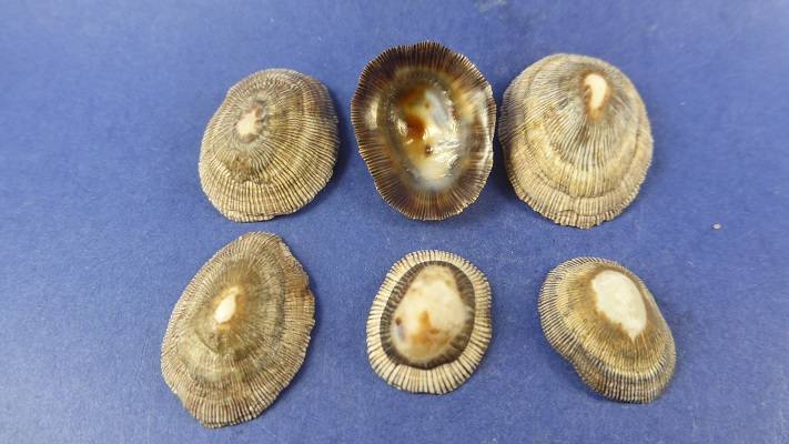 shellauction.net :: Patella pectinata - 3119599