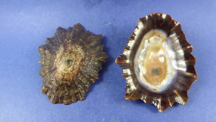 shellauction.net :: Cymbula oculus - 3119600