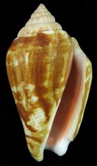 shellauction.net :: Strombus decorus decorus - 3125440