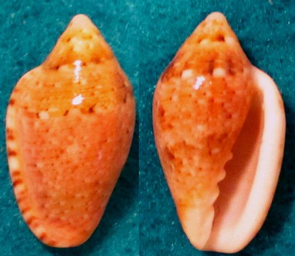 shellauction.net :: Marginella species - 3125920