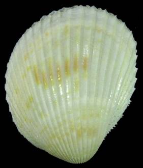 shellauction.net :: Vasticardium angulatum - 3129119