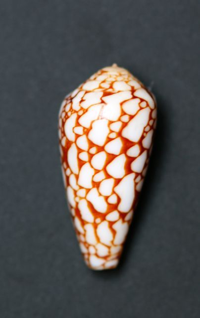 shellauction.net :: Conus episcopus f. mauritiensis - 3129799