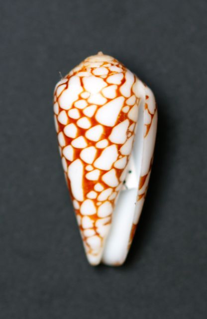 shellauction.net :: Conus episcopus f. mauritiensis - 3129799