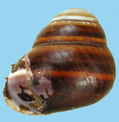 shellauction.net :: Helicostyla orbitula - 3132016